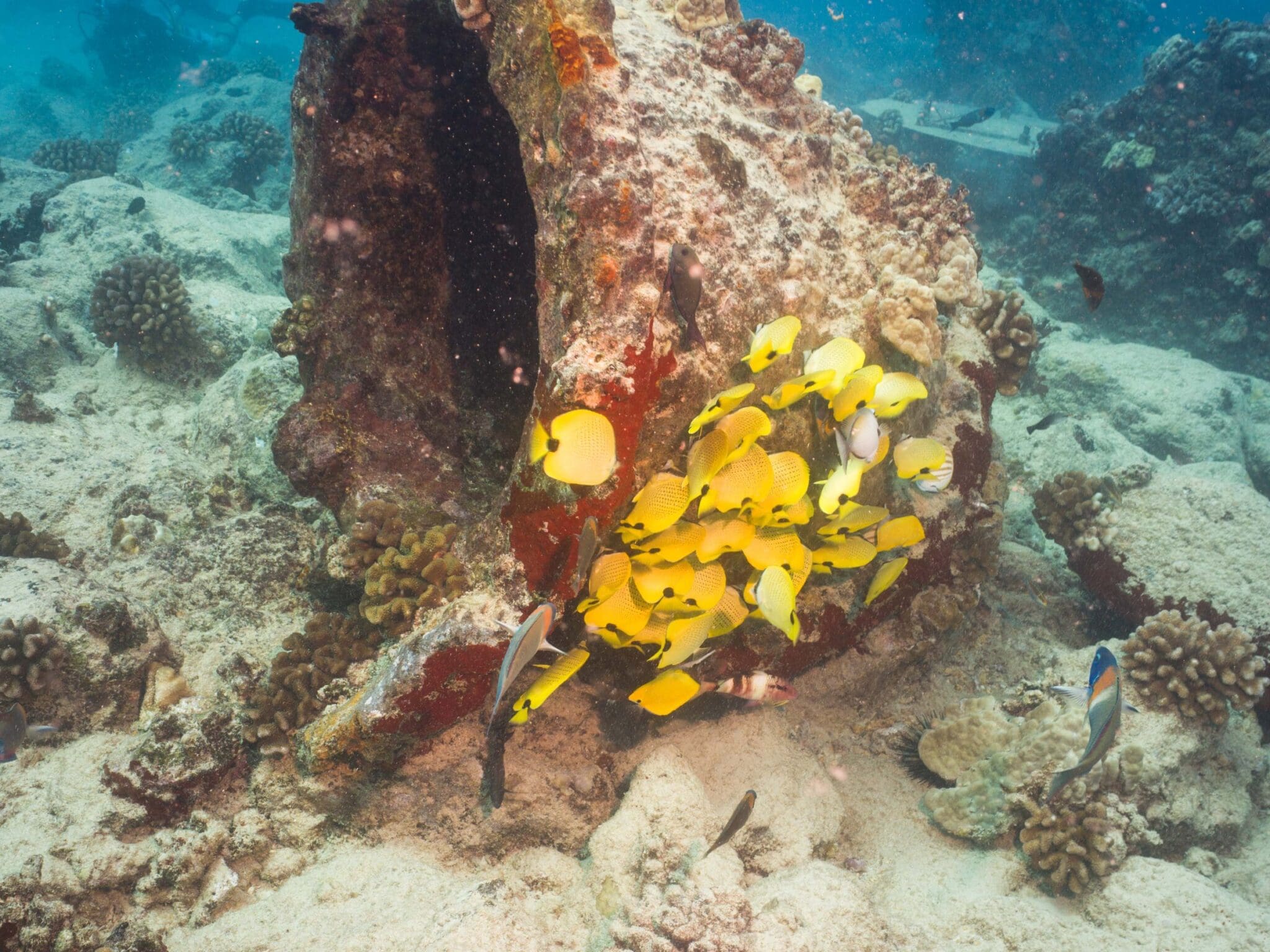 Kewalo Pipe: Vibrant Artificial Reef Dive in Oahu | Honolulu Scuba Company